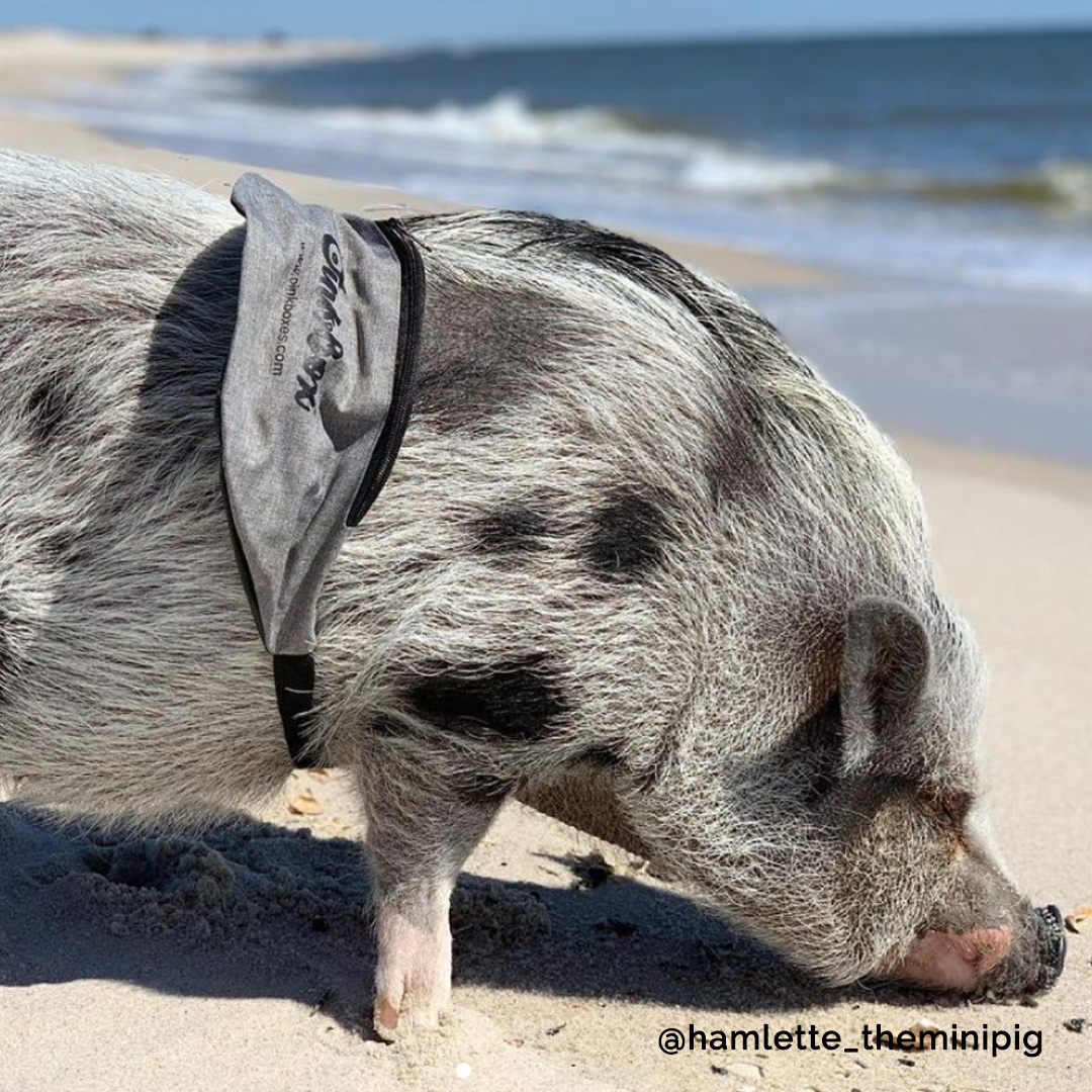 Snack Pack Fanny Pack – OinkBox